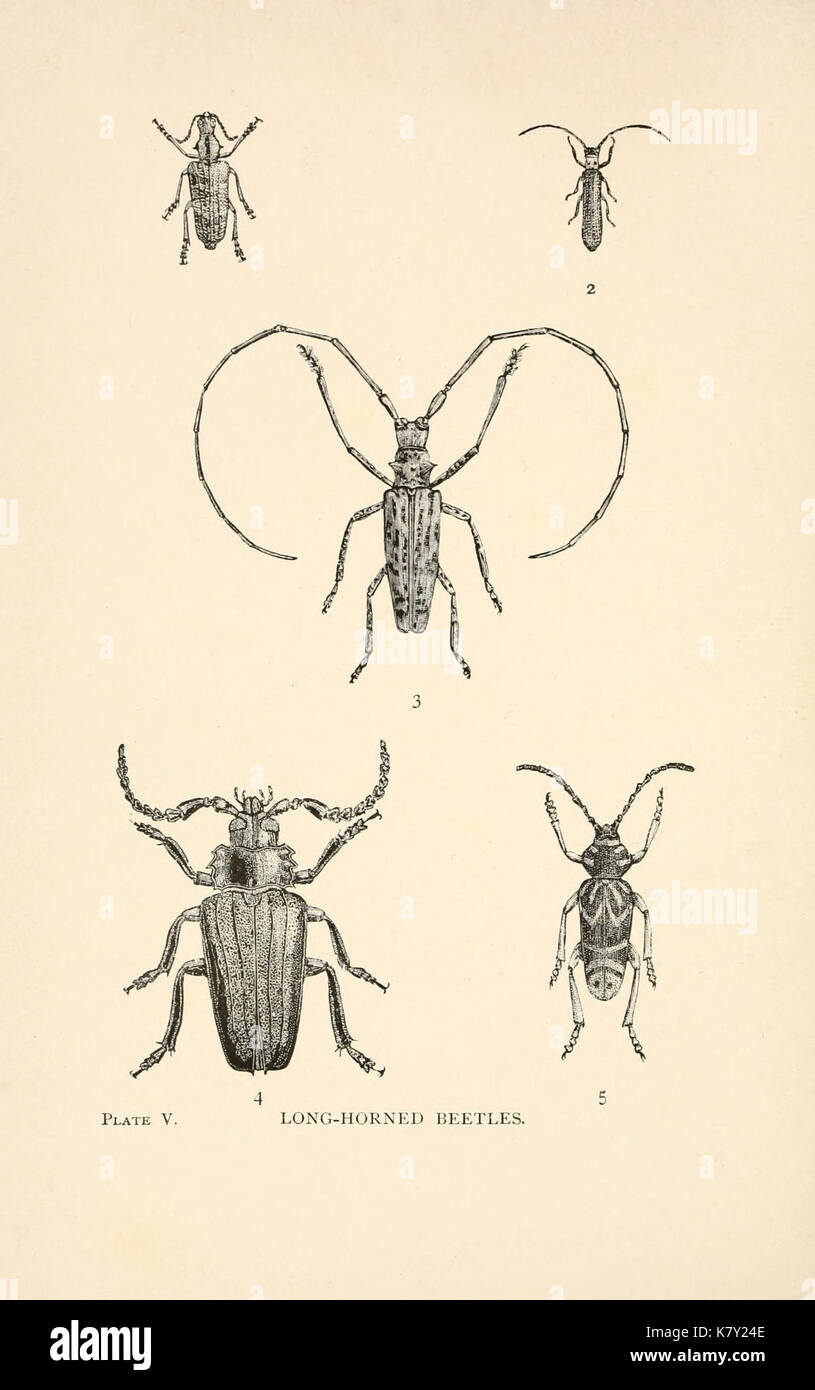 This plate from 'Insect Life' illustrates various species of insects ...