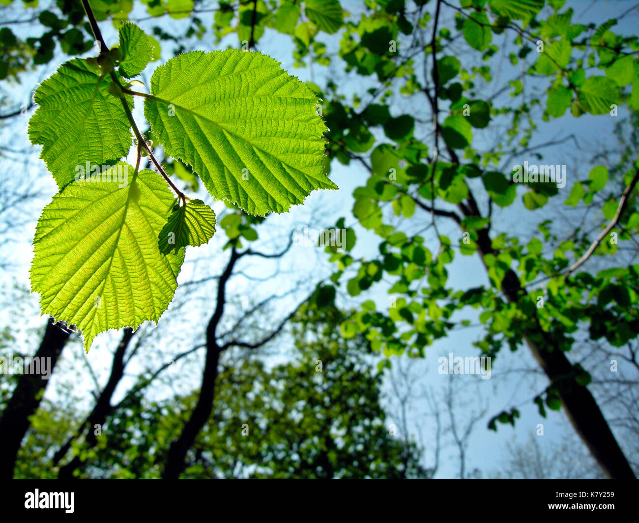 Canopy trees against sky hi-res stock photography and images - Alamy