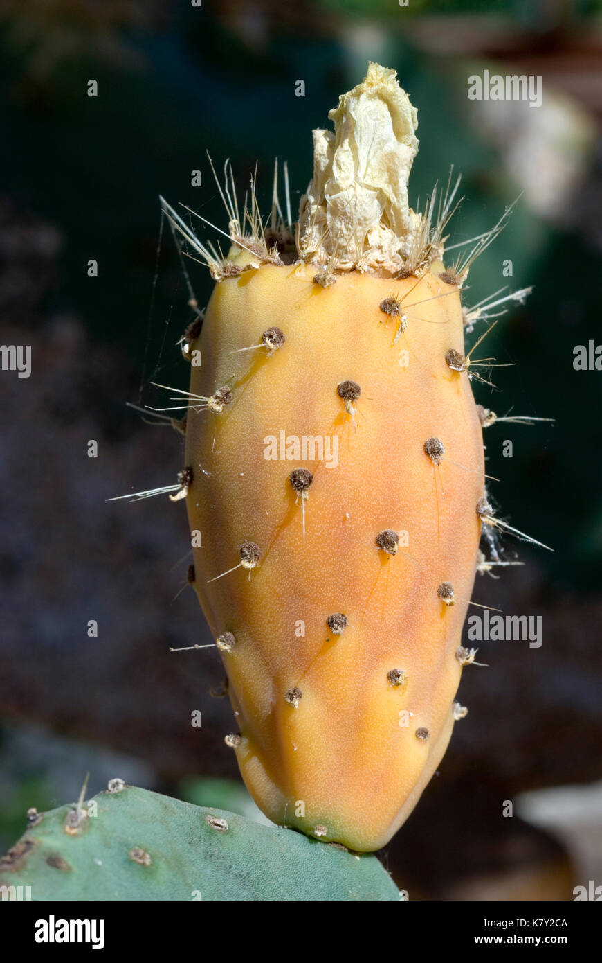 Prickly pears plant hi-res stock photography and images - Alamy