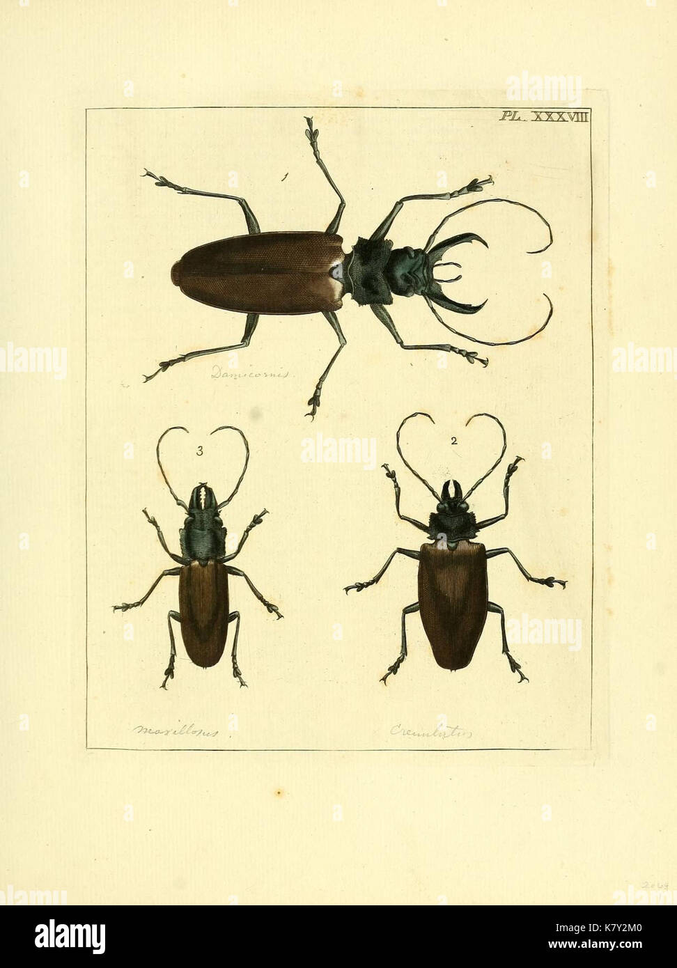 A natural history illustration from a book, showcasing a detailed ...