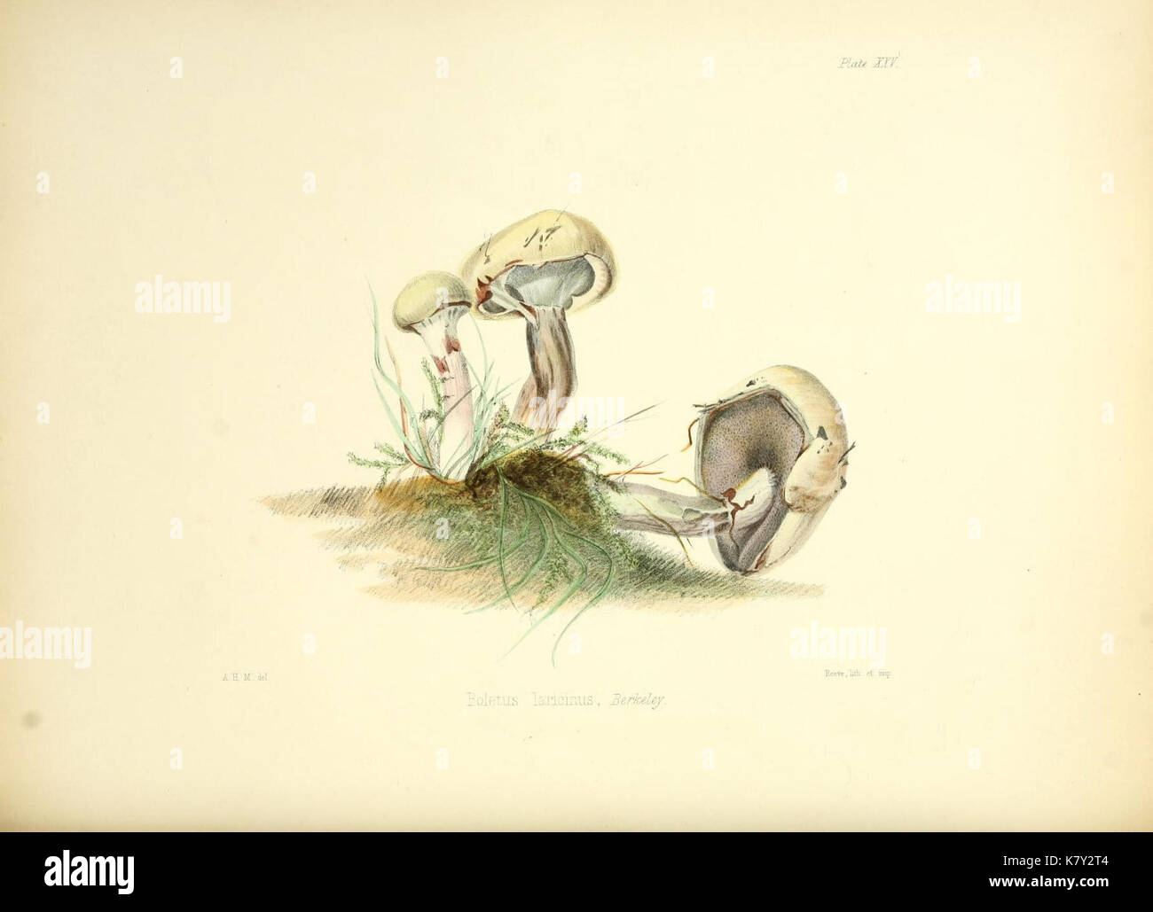 An illustration from *Illustrations of British Mycology*, showcasing ...