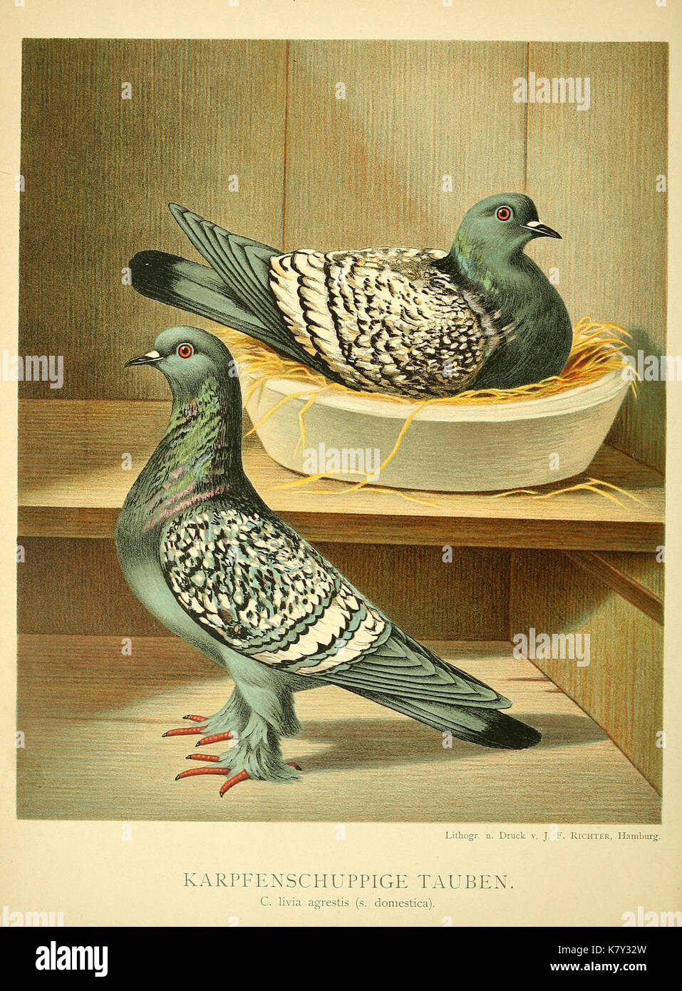 This plate from 'Illustrirtes Mustertauben Buch' showcases detailed ...