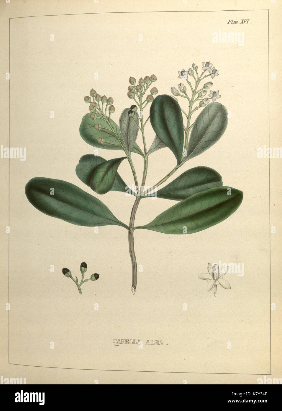 Illustrations of medical botany (Plate XVI) (7929219842 Stock Photo - Alamy
