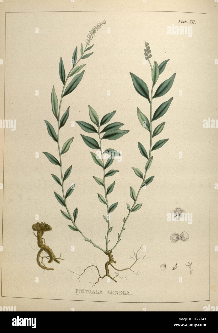 Illustrations of medical botany (Plate XII) (7929216686 Stock Photo - Alamy
