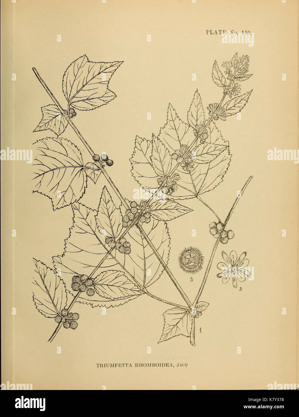 Botany botany medical india plants hi-res stock photography and images ...