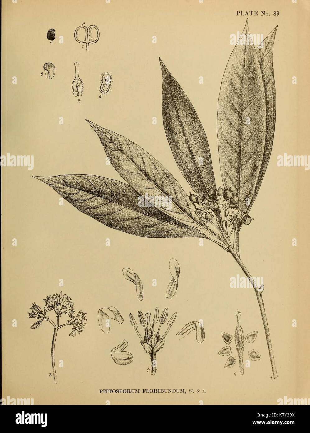 Indian medicinal plants (Plate 89) (7824363010 Stock Photo - Alamy