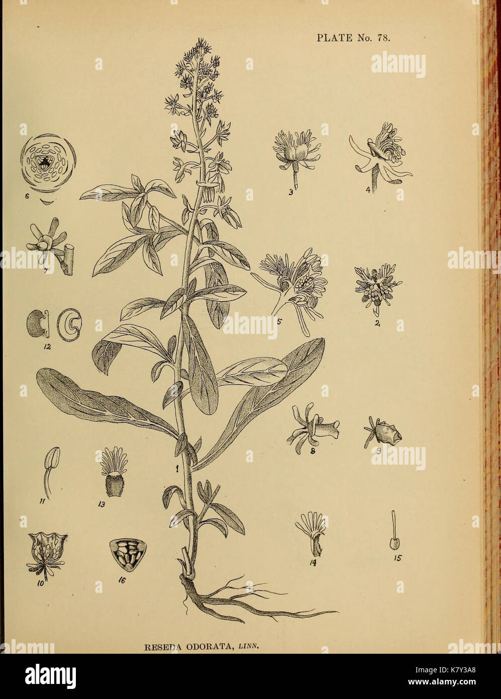 Ethnobotany reference material hi-res stock photography and images - Alamy