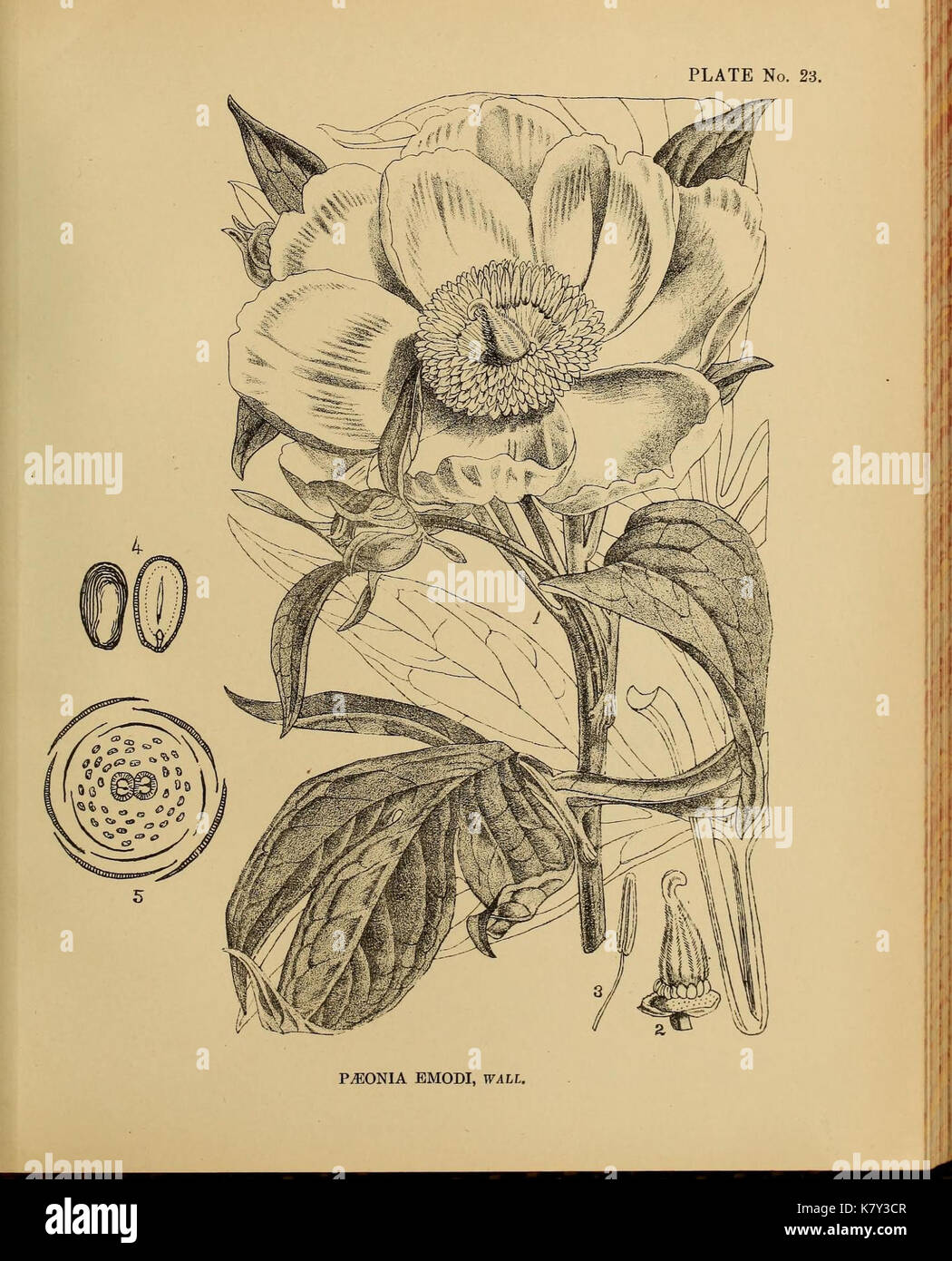 Botany medical india plants hi-res stock photography and images - Alamy