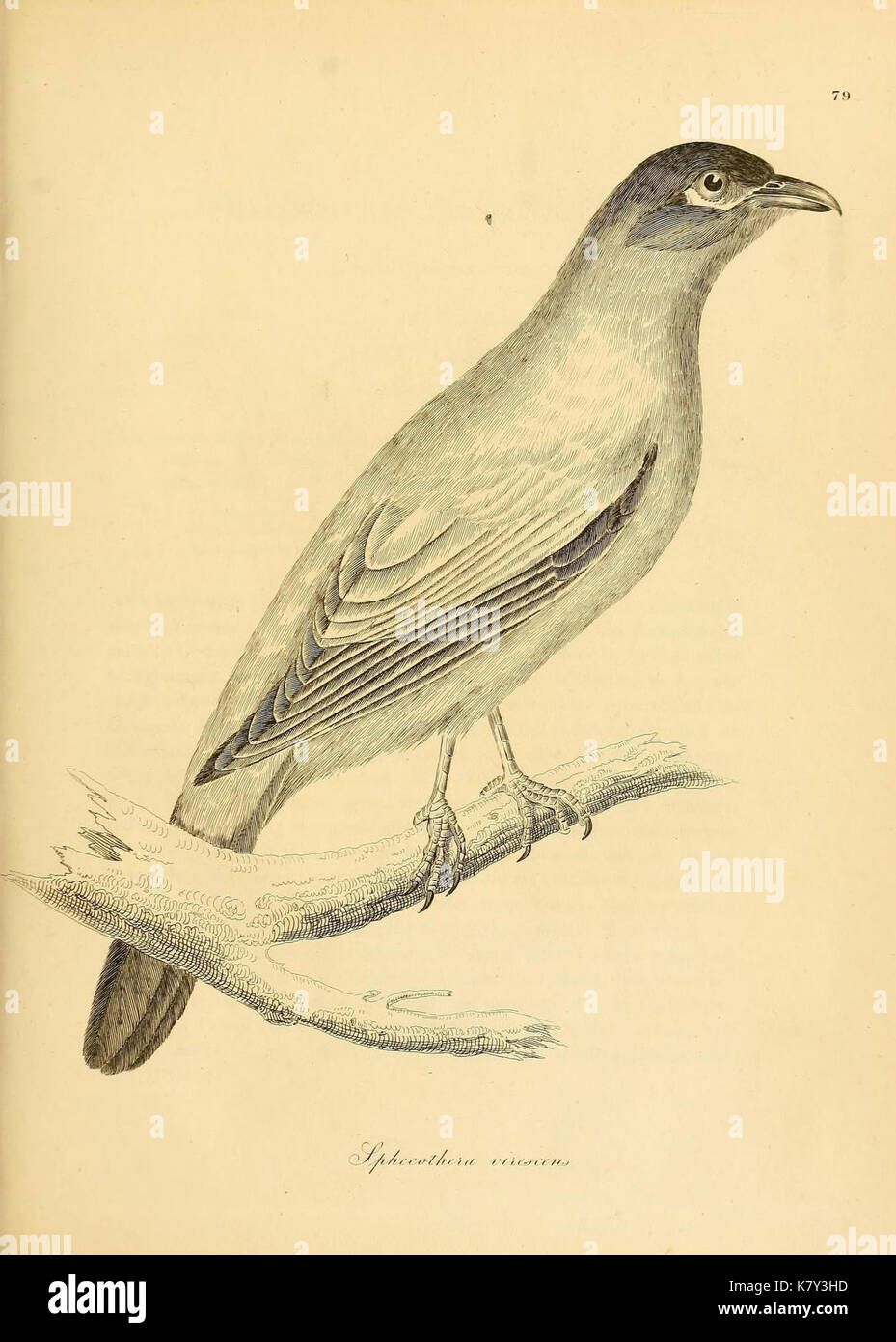 This illustration from the *Illustrations of Ornithology* showcases ...