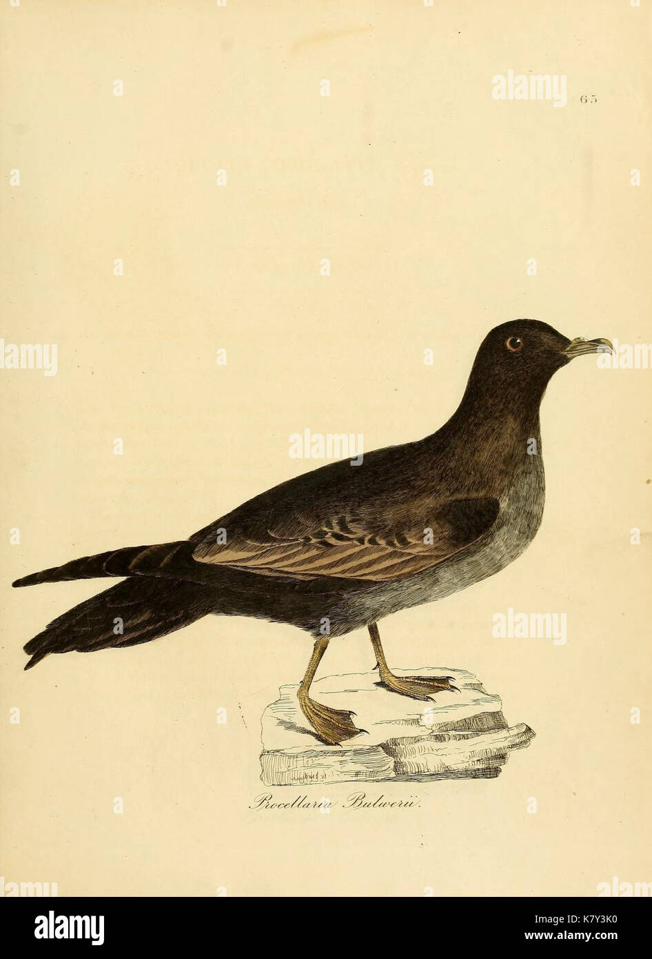 Bird color plate hi-res stock photography and images - Alamy