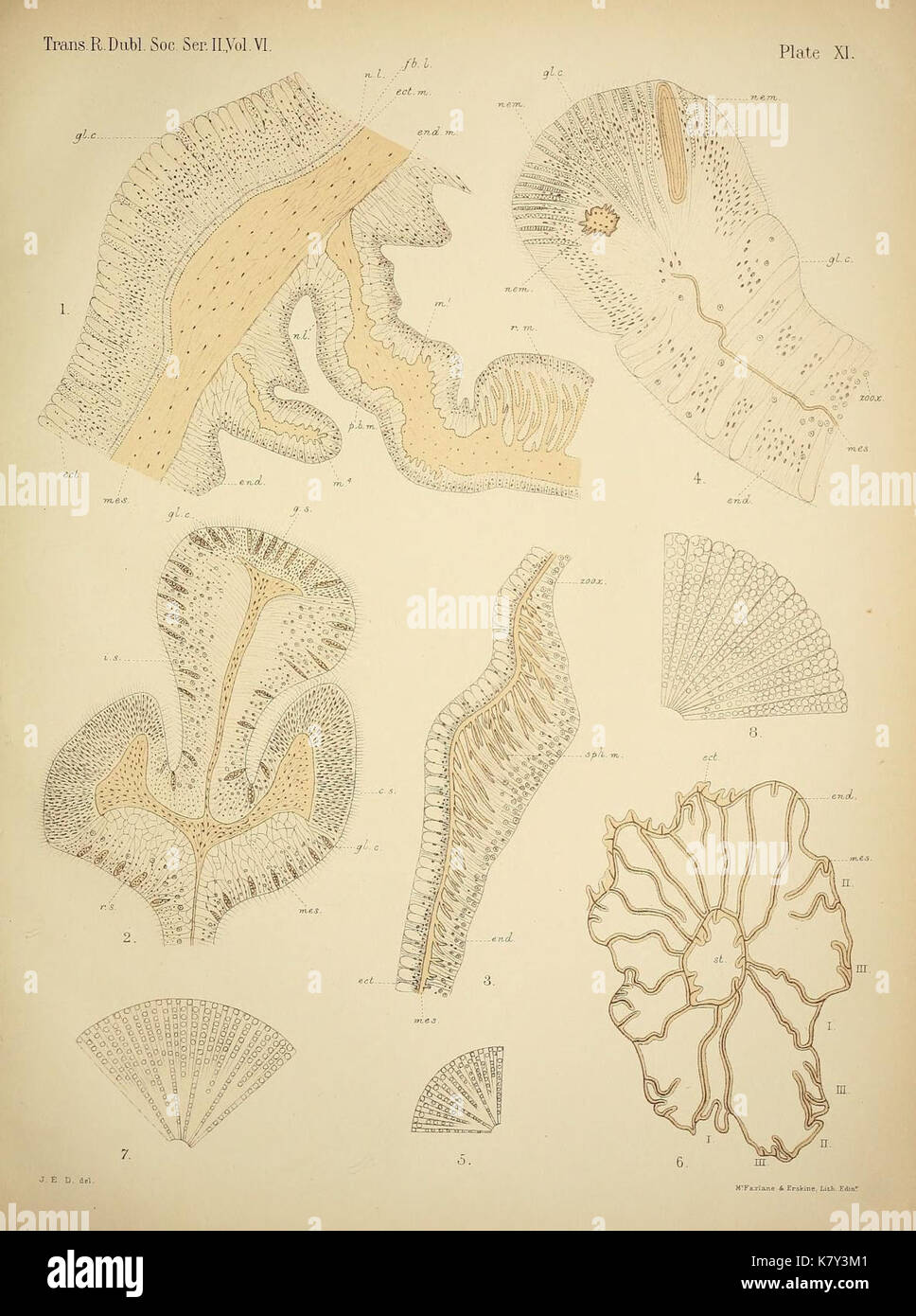 Jamaican actiniaria hi-res stock photography and images - Alamy