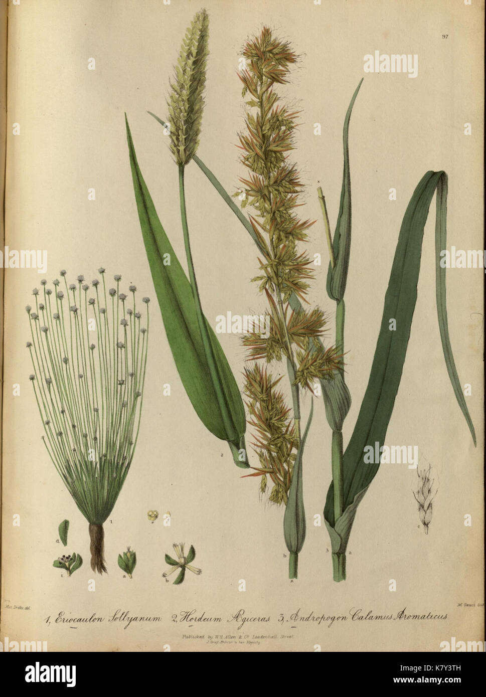 Illustrations of the botany and other branches of the natural history ...