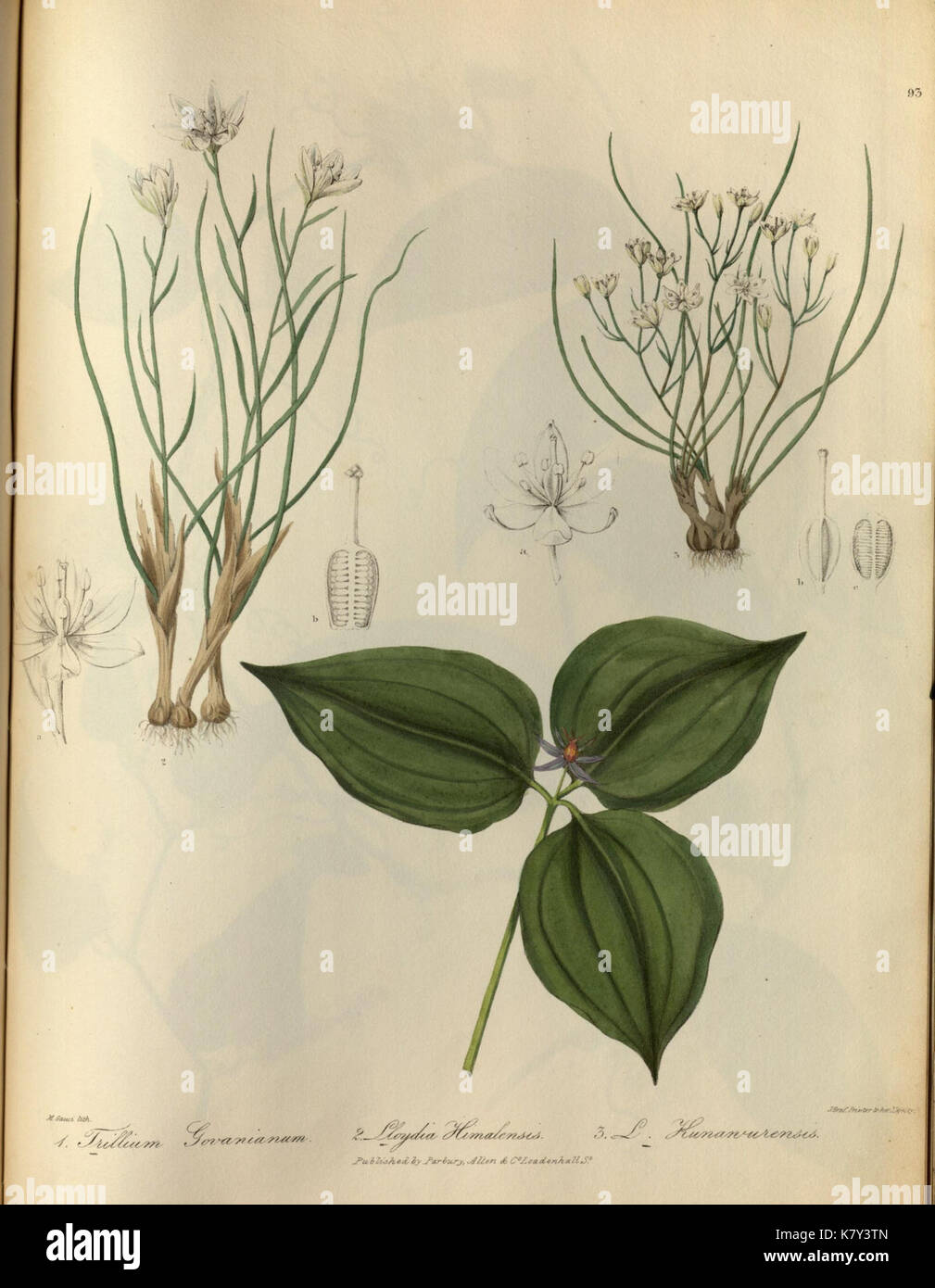 Illustrations of the botany and other branches of the natural history ...