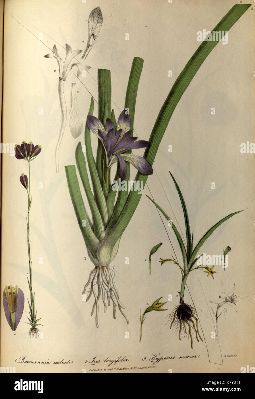 Illustrations of the botany and other branches of the natural history ...