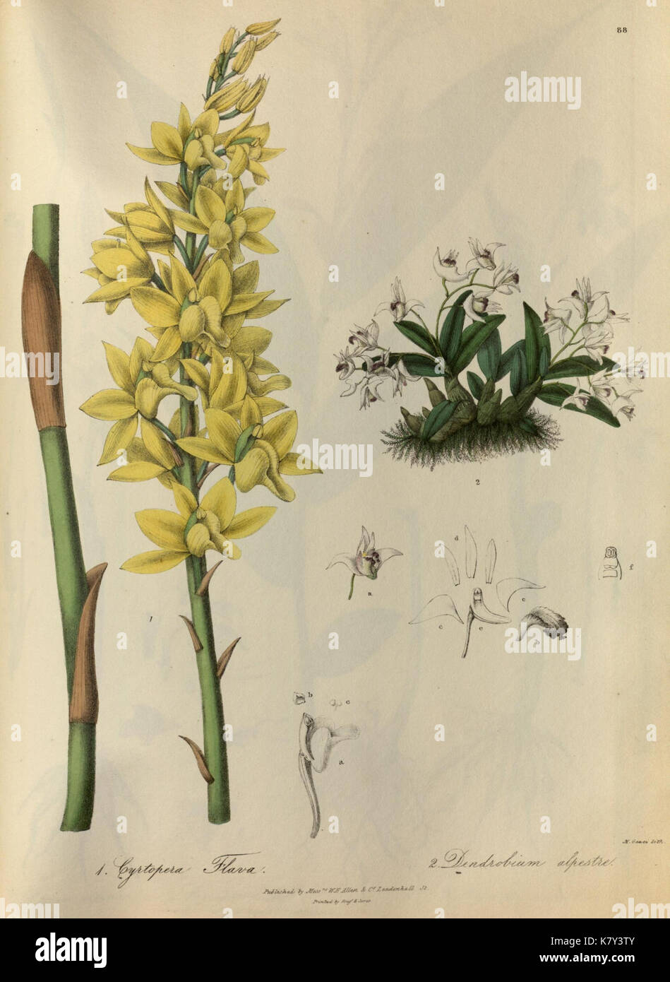 Illustrations of the botany and other branches of the natural history ...