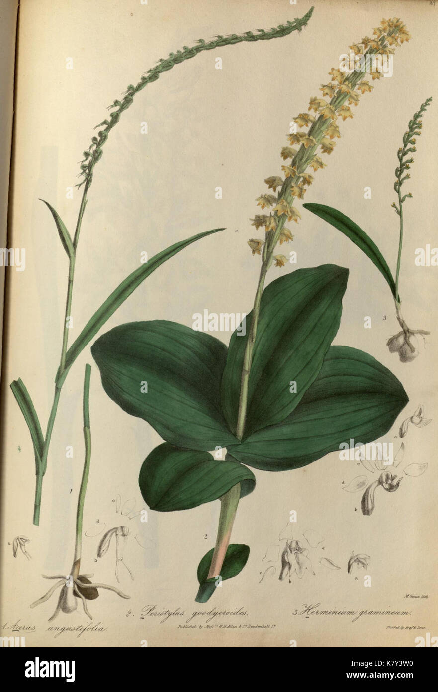 Illustrations of the botany and other branches of the natural history ...
