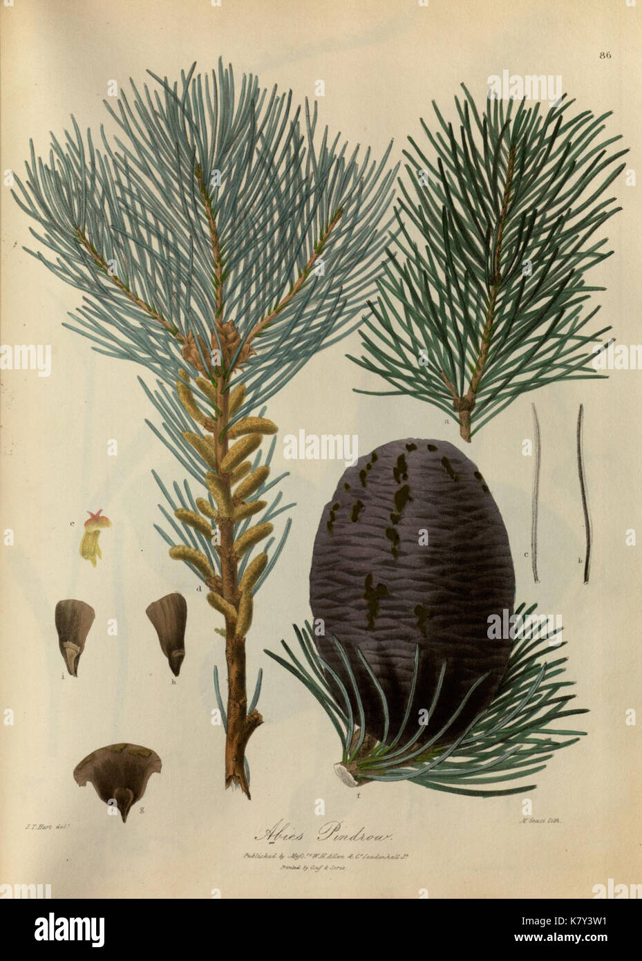 Illustrations of the botany and other branches of the natural history ...