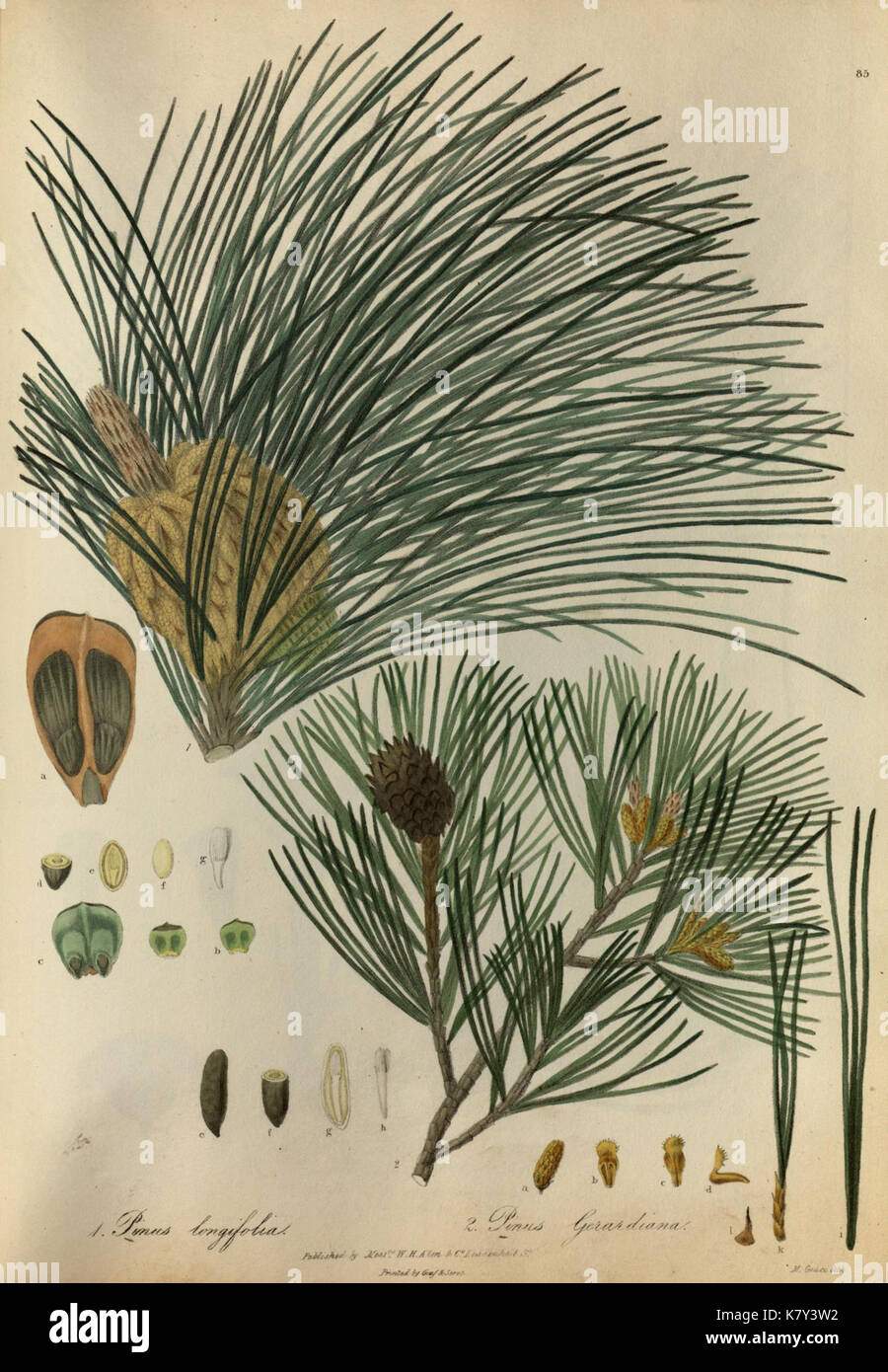 Illustrations of the botany and other branches of the natural history ...