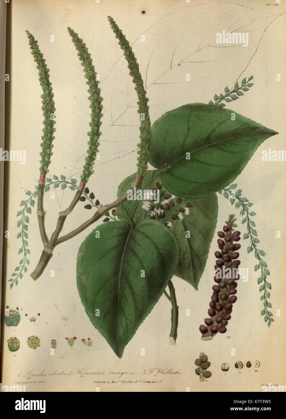 Illustrations of the botany and other branches of the natural history ...