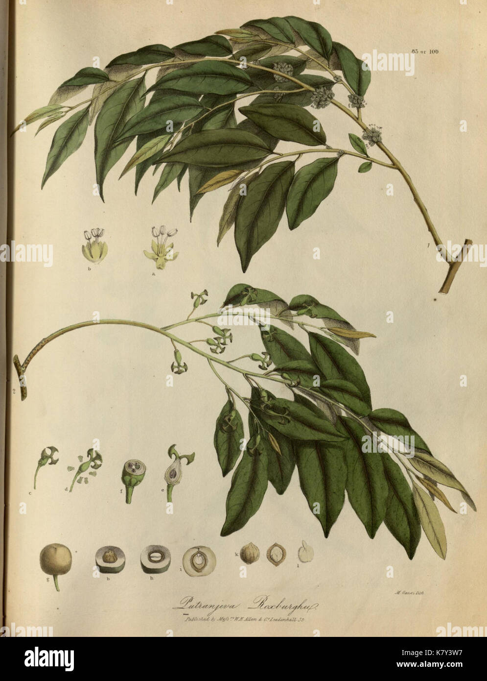 Illustrations of the botany and other branches of the natural history ...