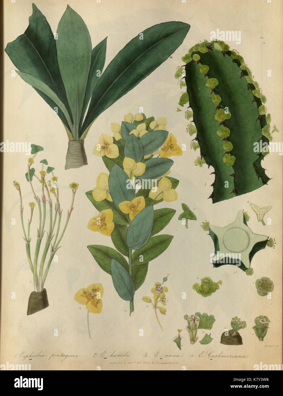 Illustrations of the botany and other branches of the natural history ...