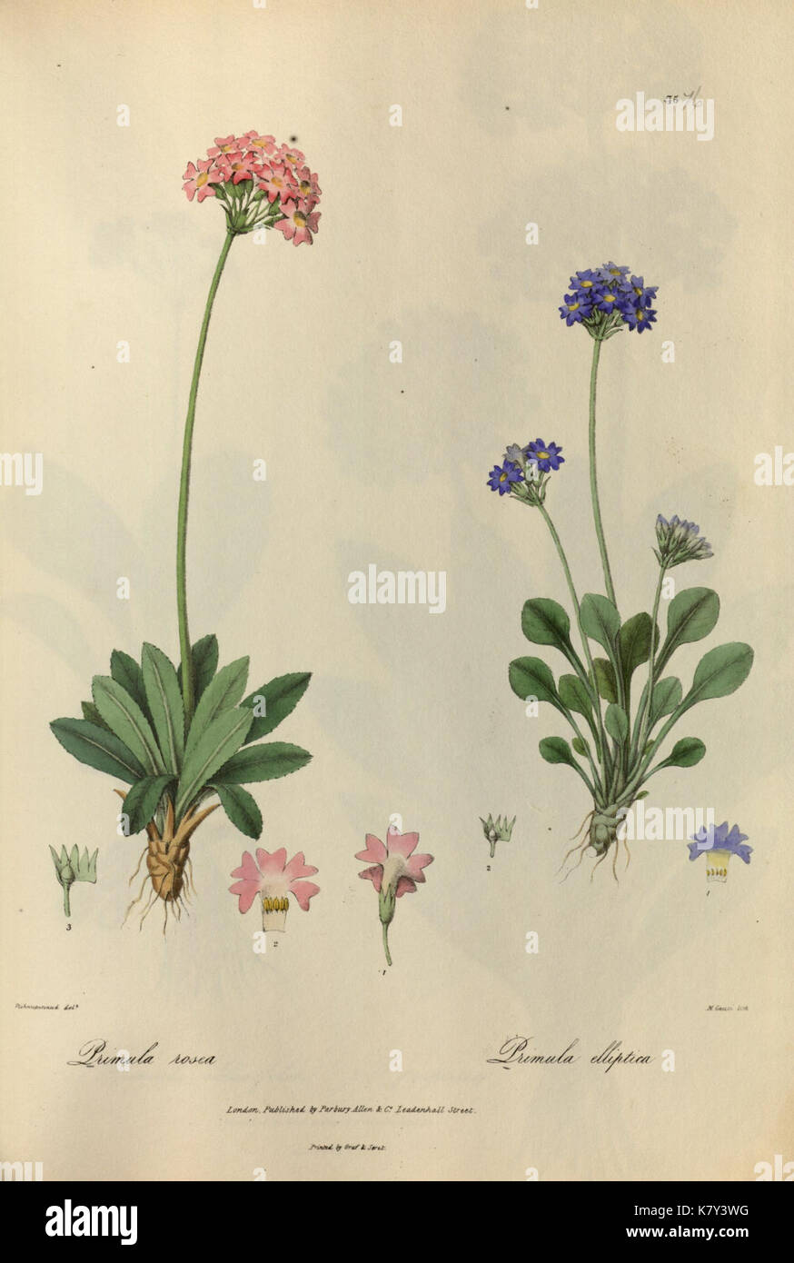Illustrations of the botany and other branches of the natural history ...