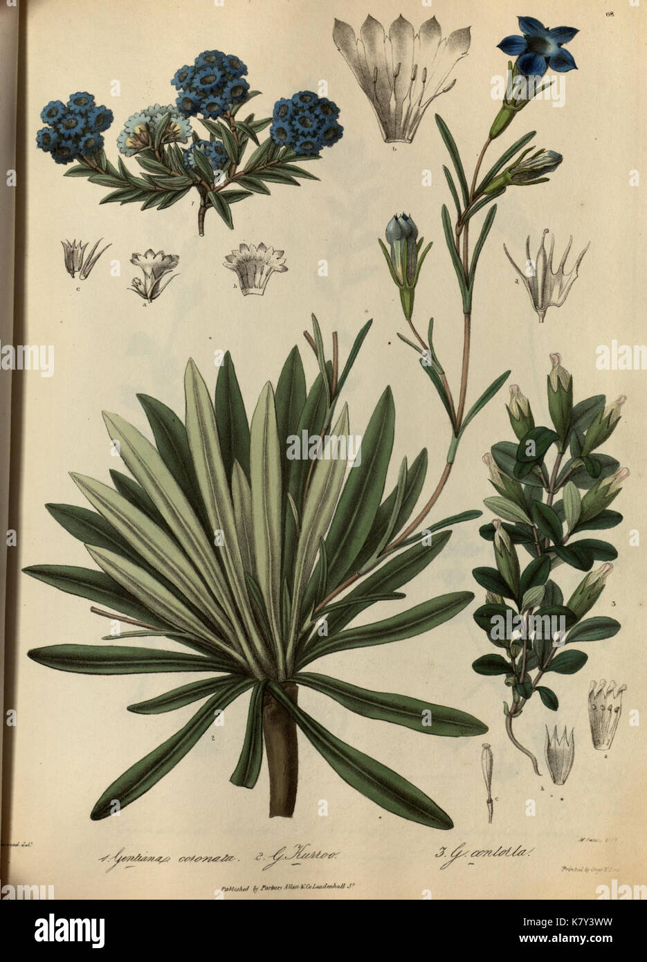 Illustrations of the botany and other branches of the natural history ...