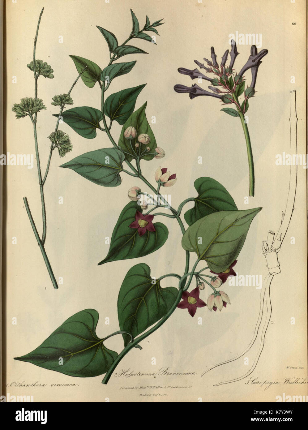 Illustrations of the botany and other branches of the natural history ...