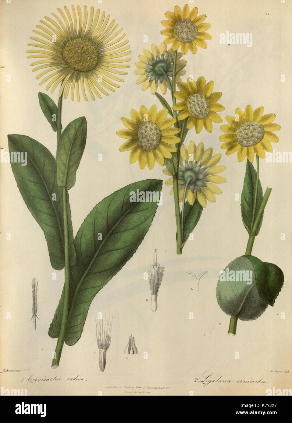 Illustrations of the botany and other branches of the natural history ...