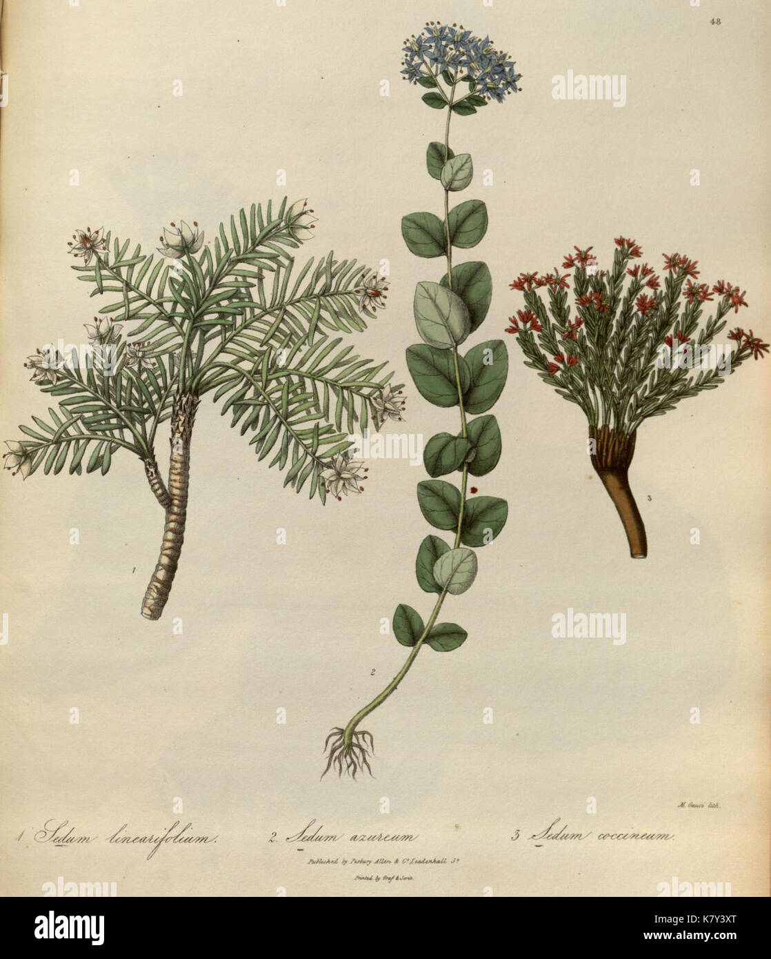 Illustrations of the botany and other branches of the natural history ...