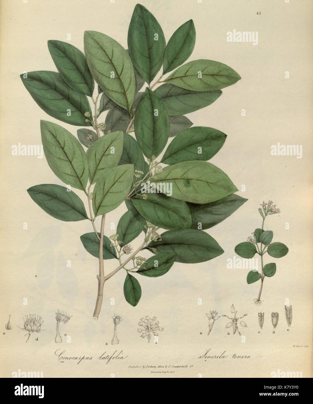 Illustrations of the botany and other branches of the natural history ...