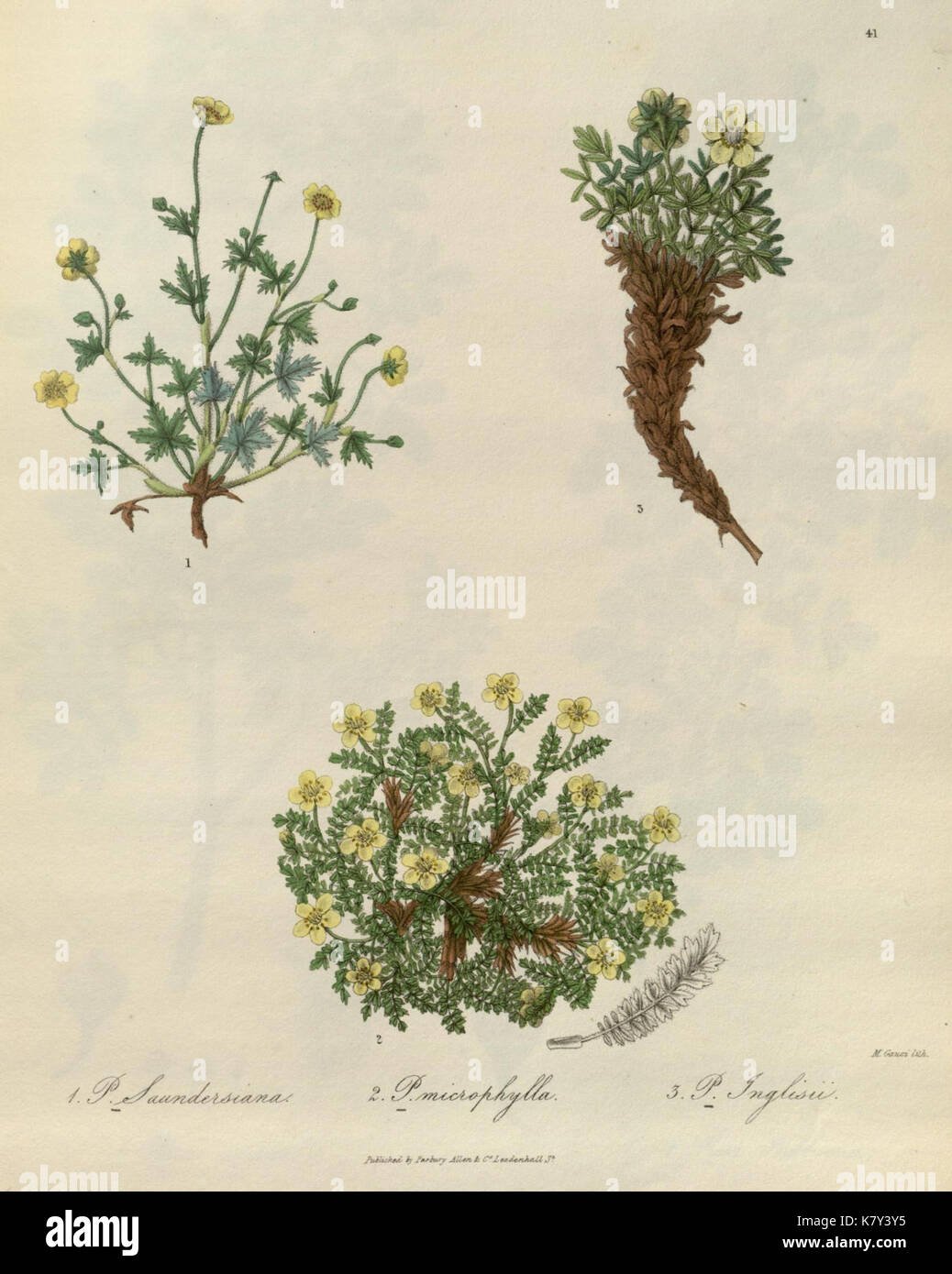 Illustrations of the botany and other branches of the natural history ...