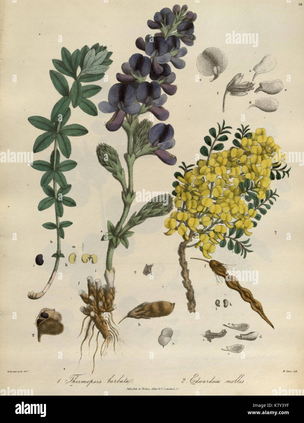 Illustrations of the botany and other branches of the natural history ...