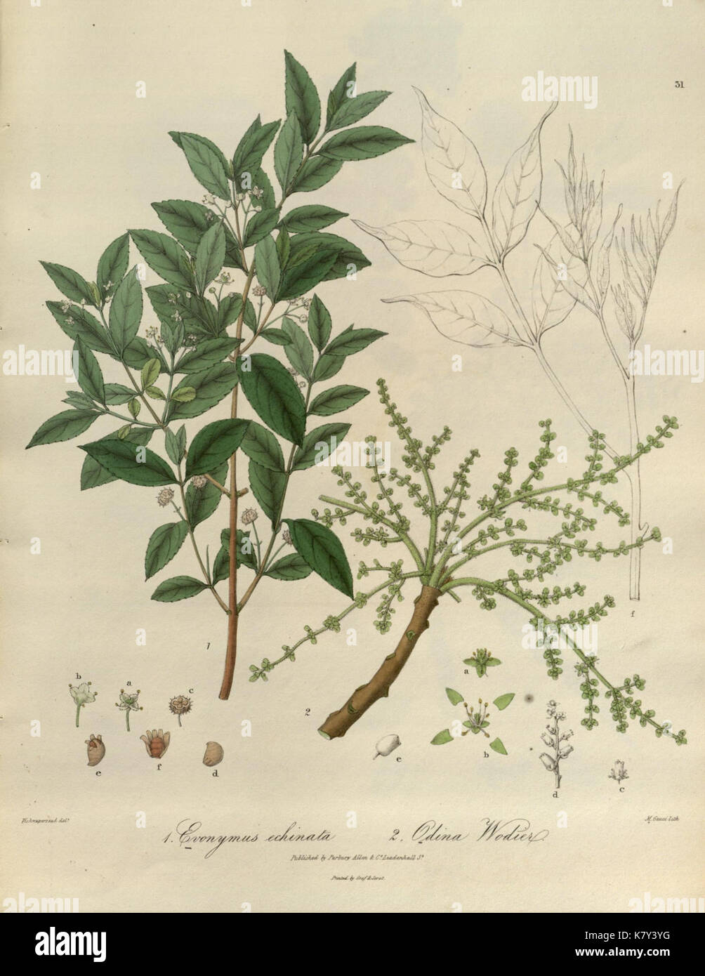 Illustrations of the botany and other branches of the natural history ...