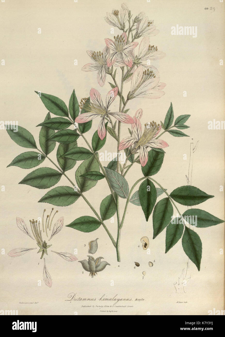 Illustrations of the botany and other branches of the natural history ...