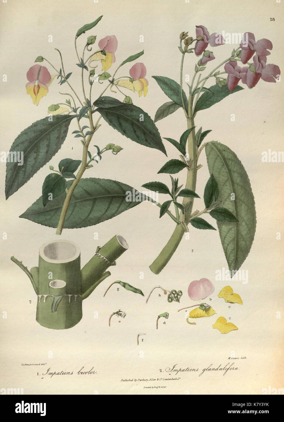 Illustrations of the botany and other branches of the natural history ...