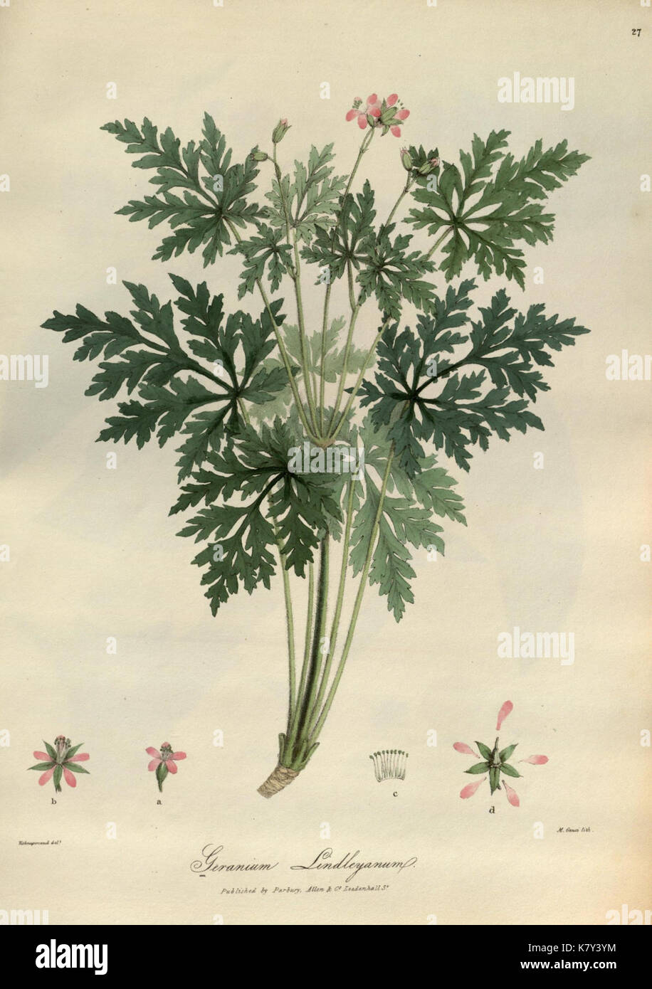 Illustrations of the botany and other branches of the natural history ...