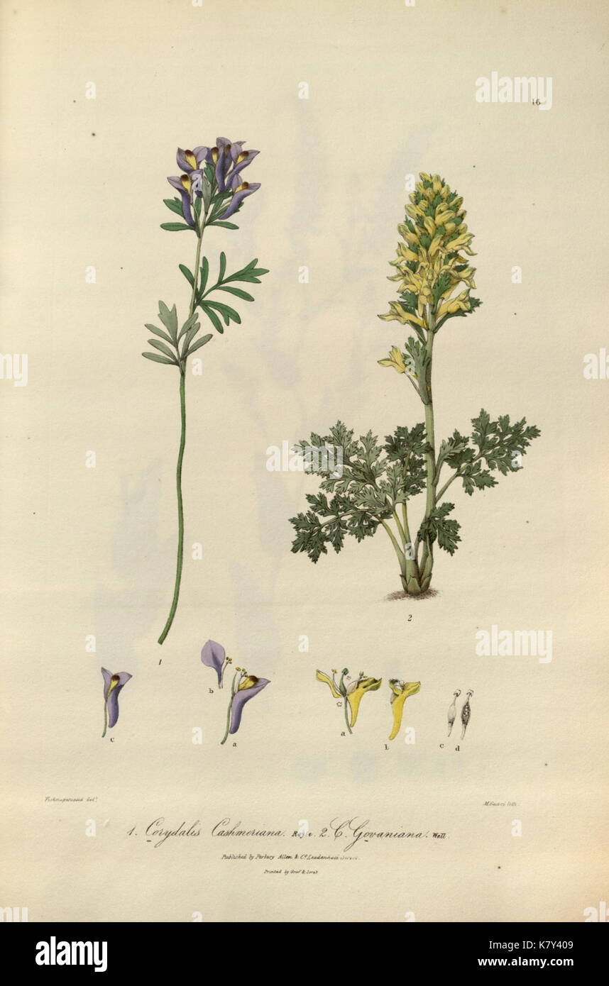 Illustrations of the botany and other branches of the natural history ...
