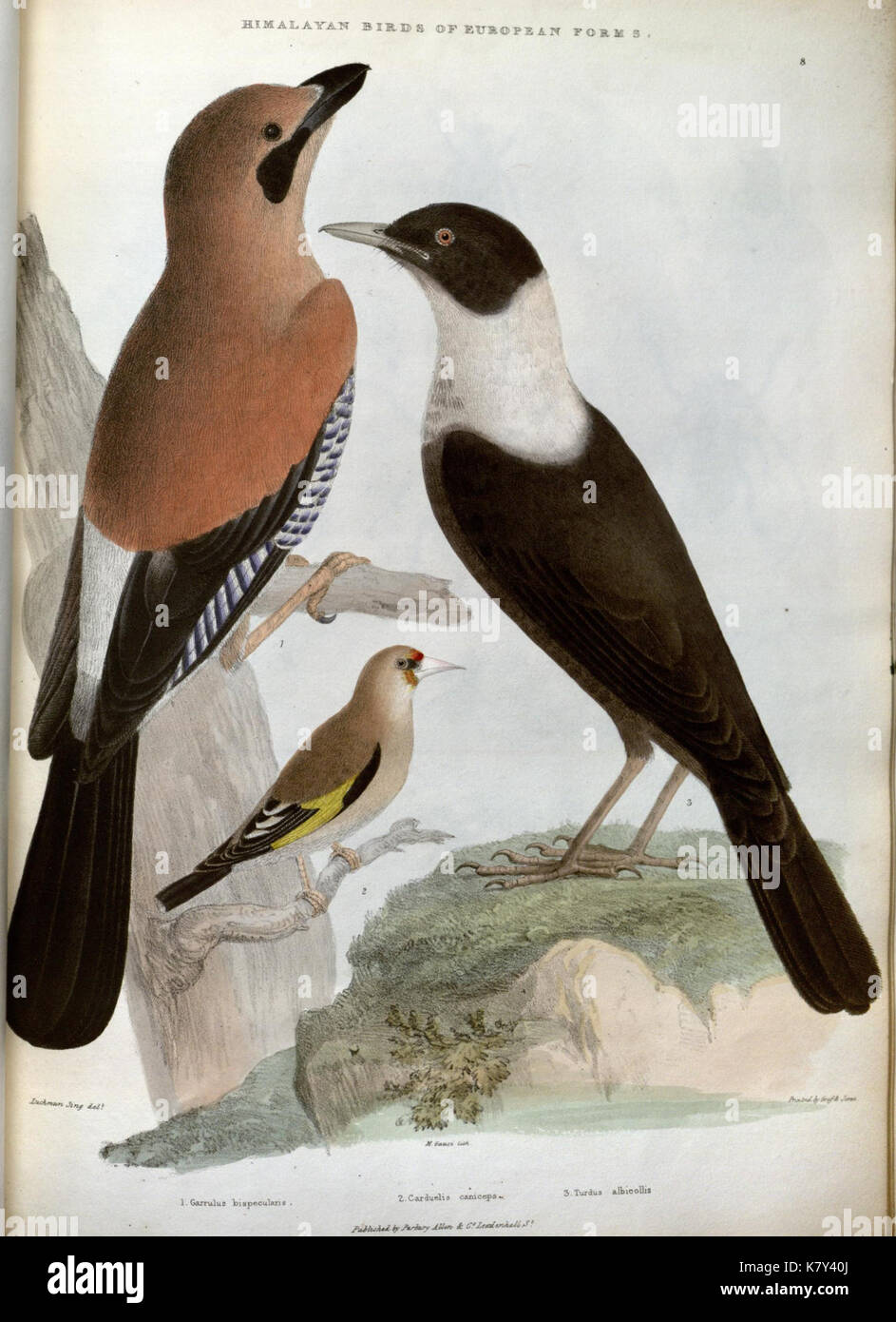Illustrations of the botany and other branches of the natural history ...