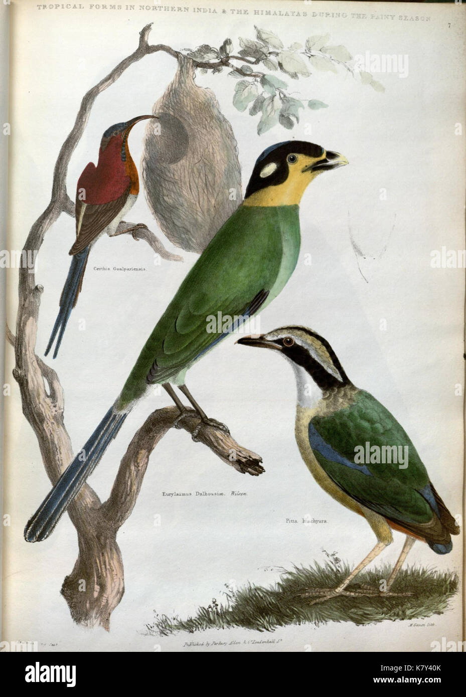 Illustrations of the botany and other branches of the natural history ...