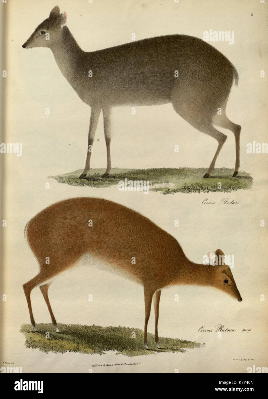 Illustrations of the botany and other branches of the natural history ...