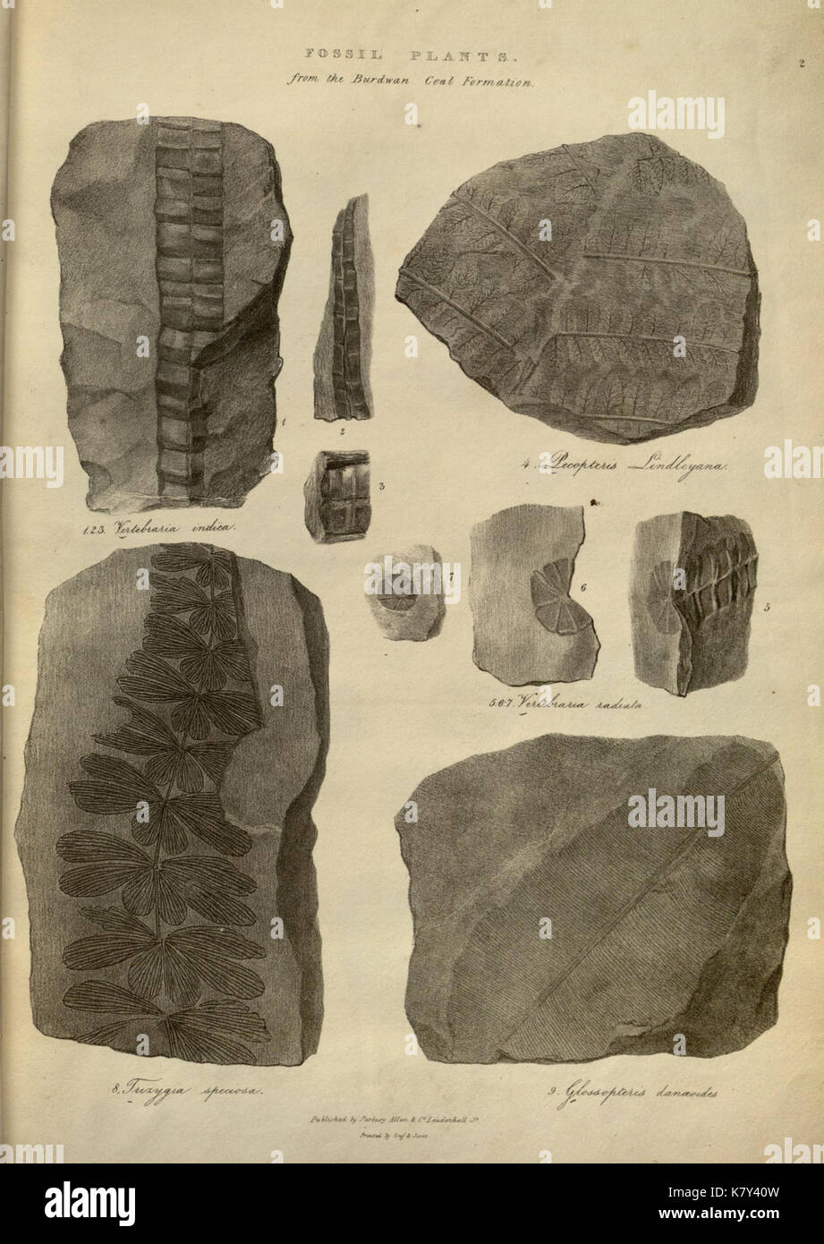 Illustrations of the botany and other branches of the natural history ...