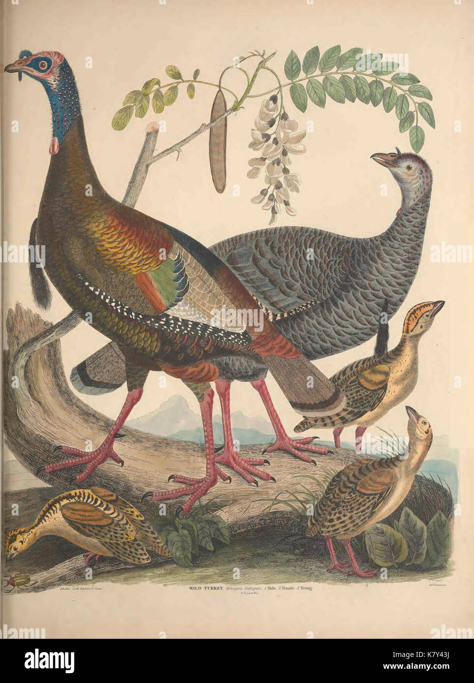 Alexander wilson american ornithology hi-res stock photography and ...