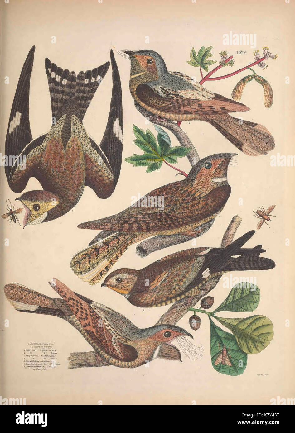 Illustrations of the American ornithology of Alexander Wilson and ...