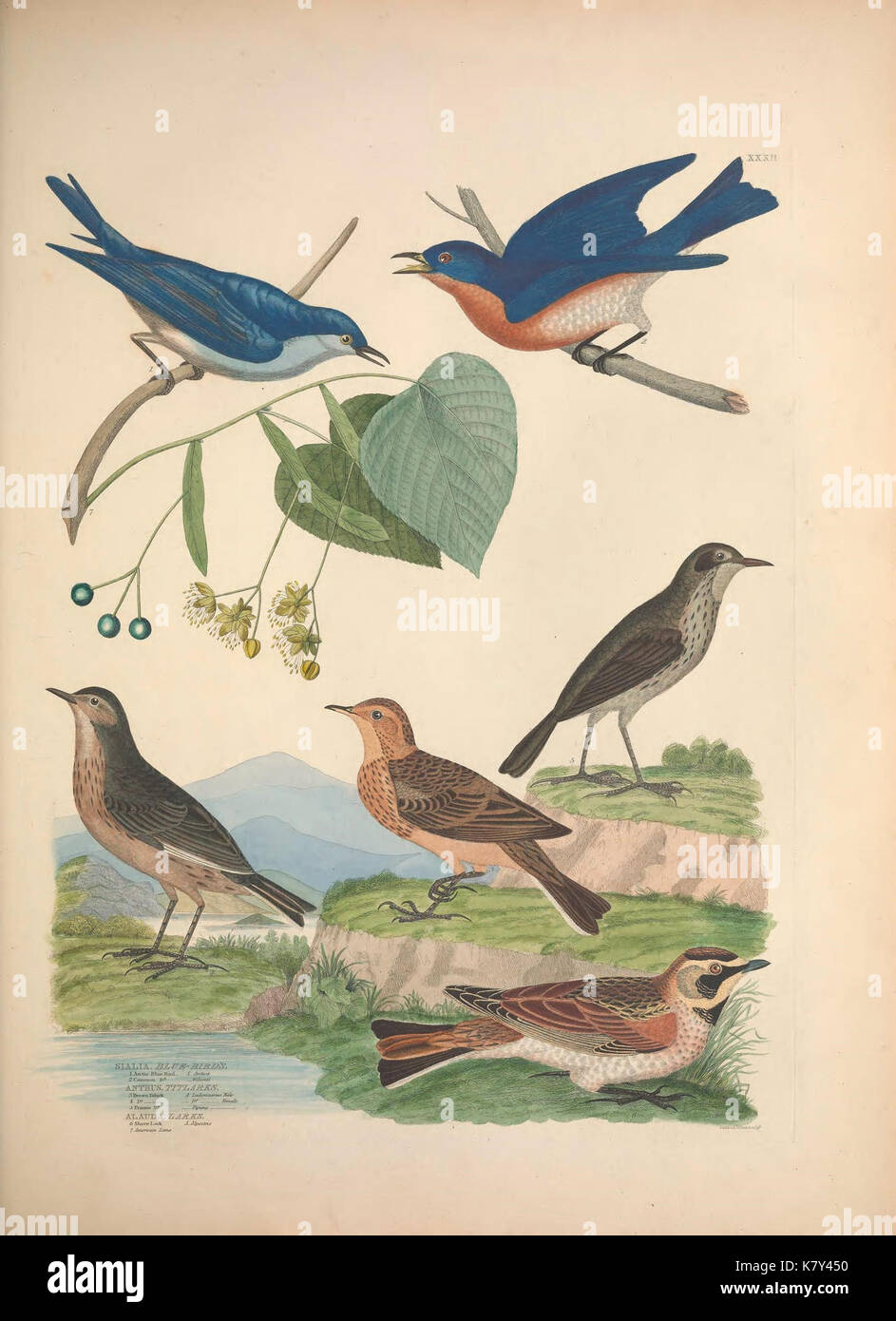 Illustrations of the American ornithology of Alexander Wilson and ...