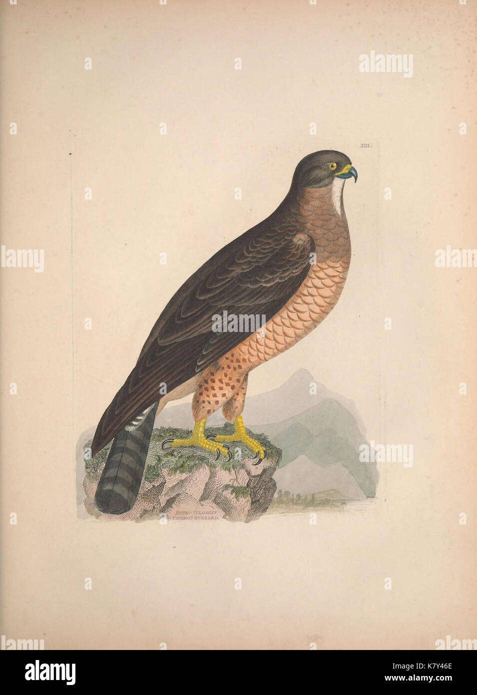 Illustrations of the American ornithology of Alexander Wilson and ...