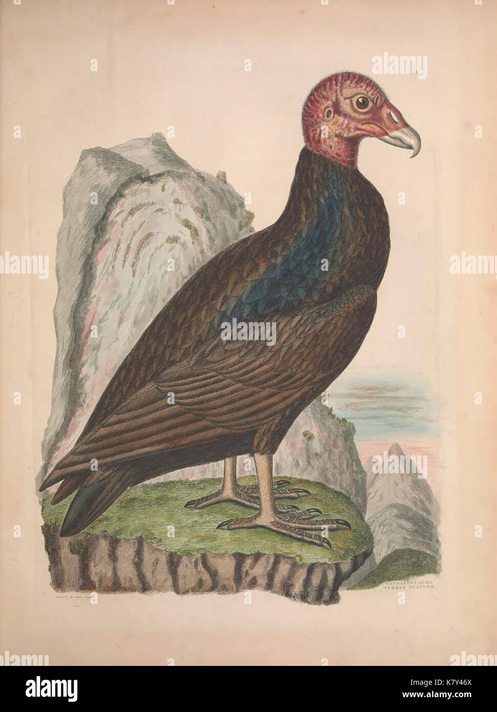Illustrations of the American ornithology of Alexander Wilson and ...