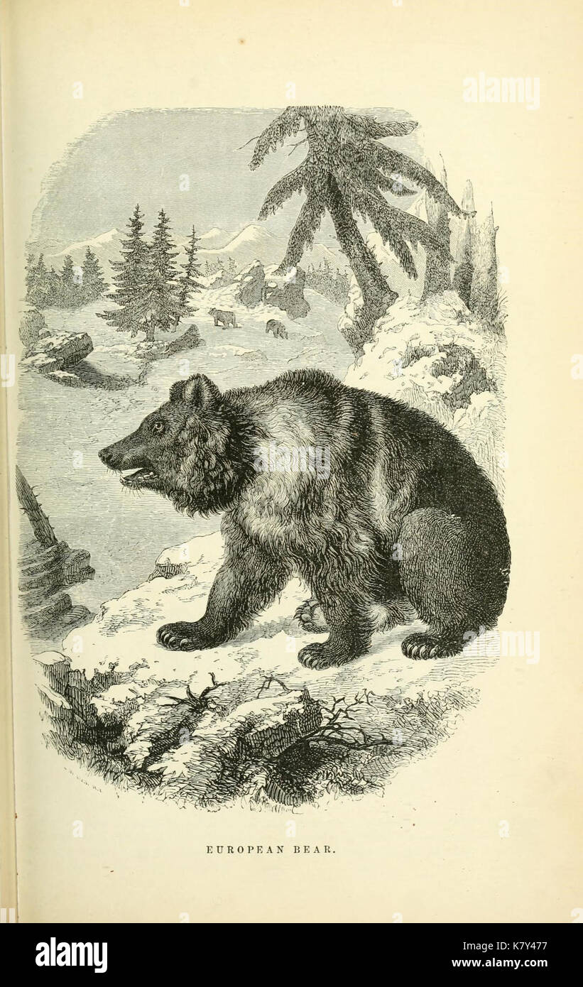 Animal classification hi-res stock photography and images - Alamy