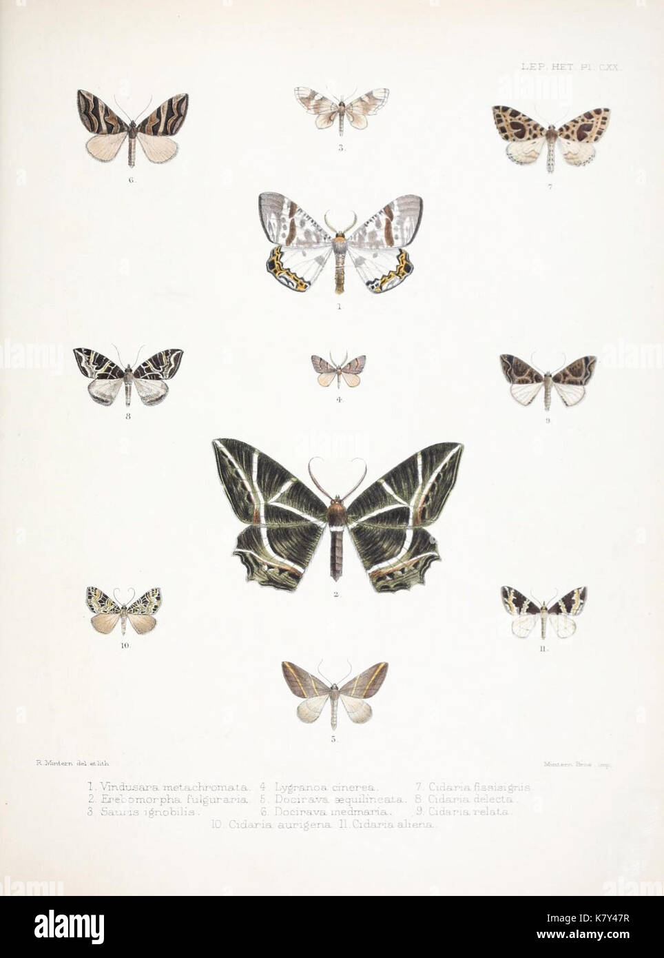 Illustrations of typical specimens of Lepidoptera Heterocera in the ...