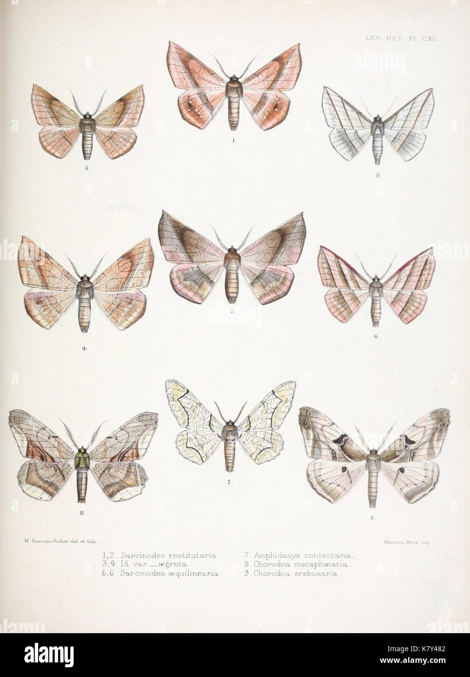 Illustrations of typical specimens of Lepidoptera Heterocera in the ...